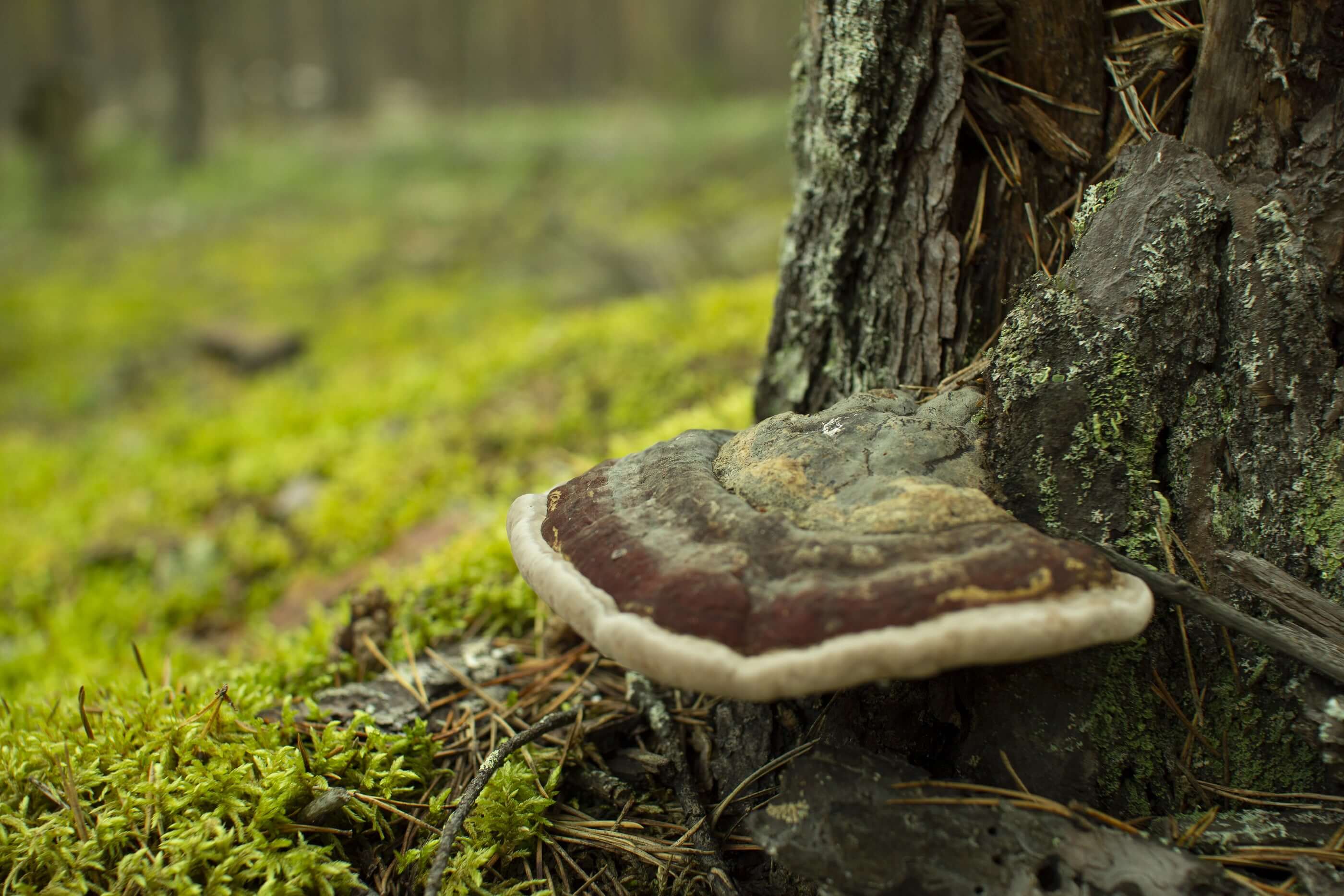 Unlocking the Power of Chaga: The Ultimate Superfood – AlaskaChaga