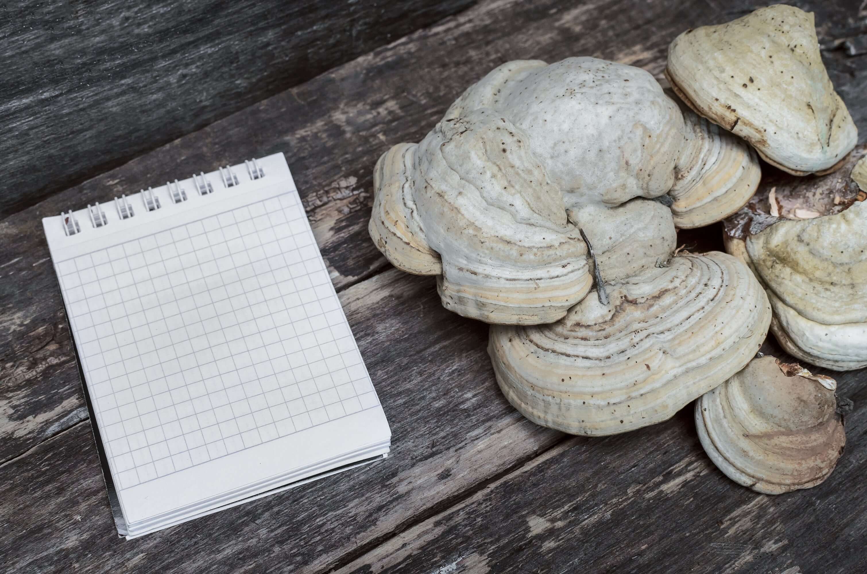 Guide to Drying Chaga for Maximum Shelf Life – AlaskaChaga