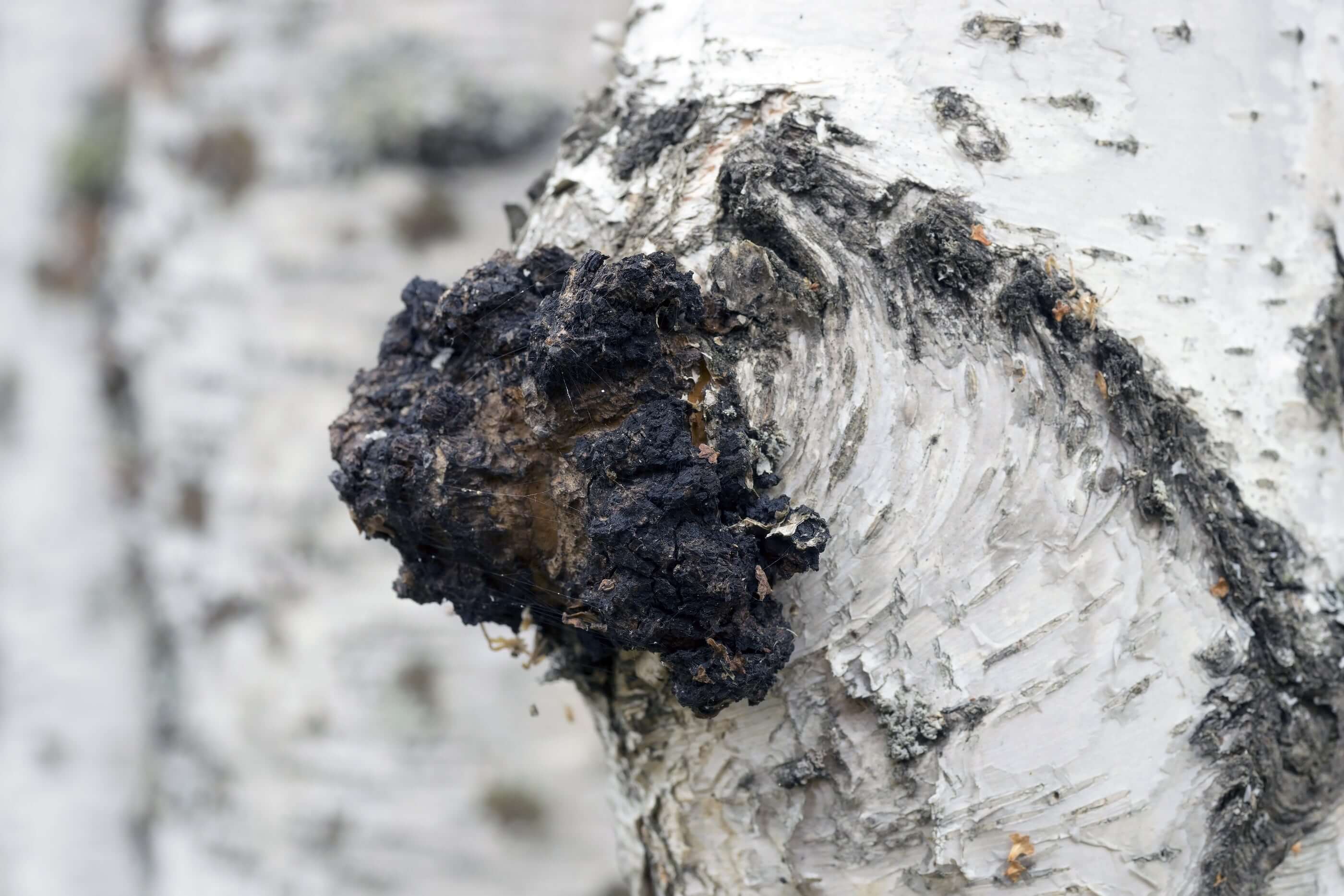 Unveiling Chaga: A Journey Through Time – AlaskaChaga