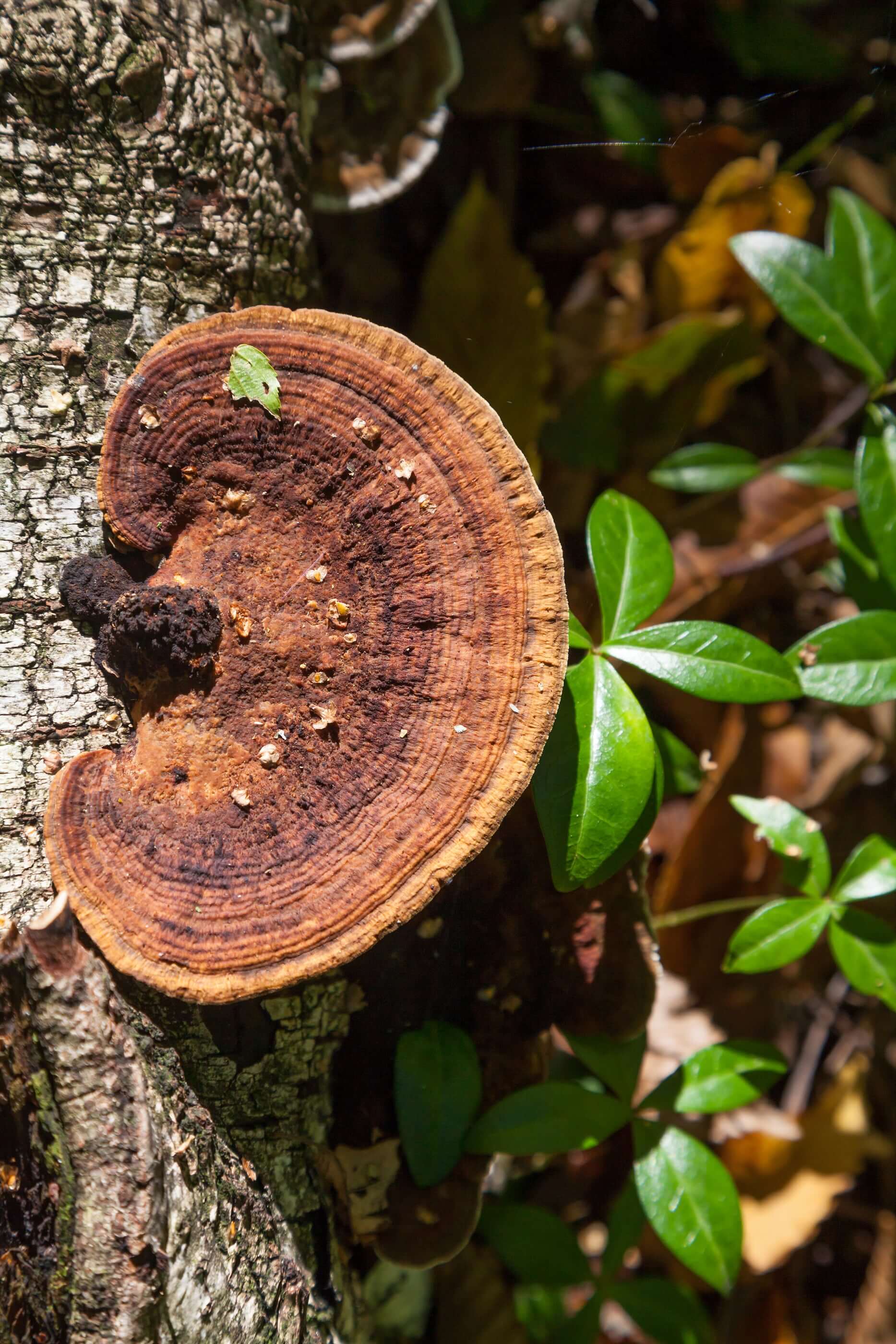 How to Identify Chaga in the Wild: A Visual Guide – AlaskaChaga