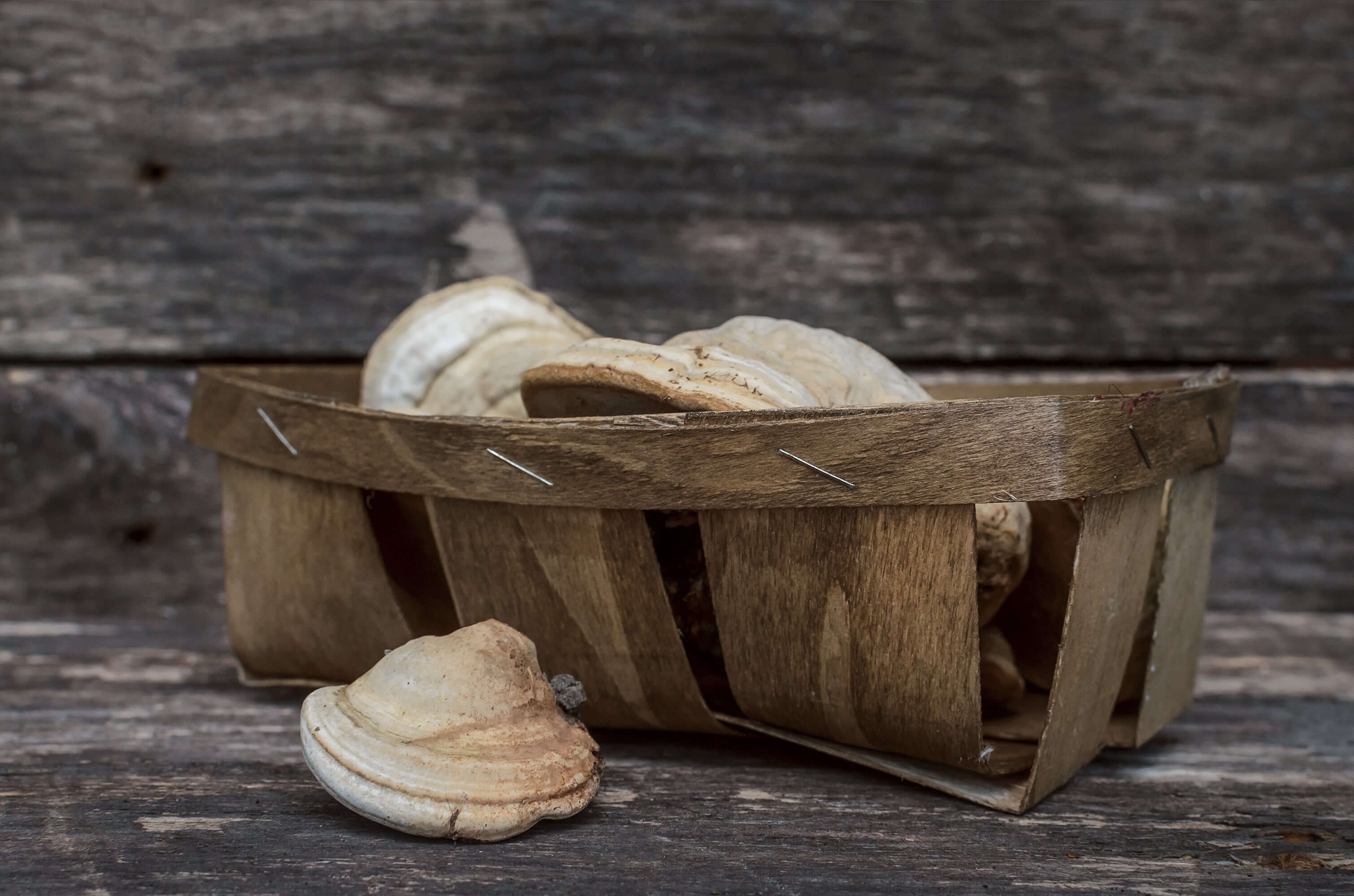 How to Pick Chaga: Essential Tips for Harvesting – AlaskaChaga