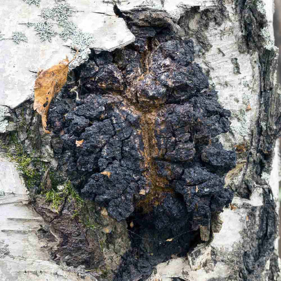 Chaga Mushroom Chunks - 4 oz - Organic, Non-GMO – AlaskaChaga